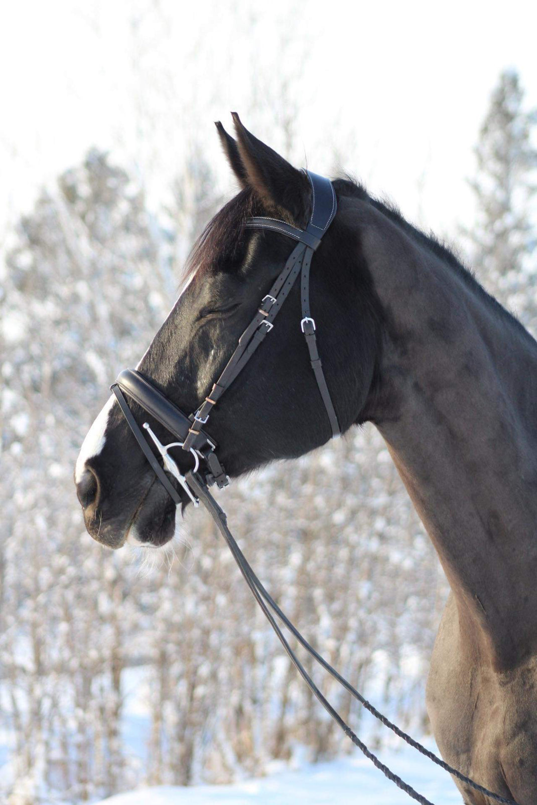 SYC Equestrian
